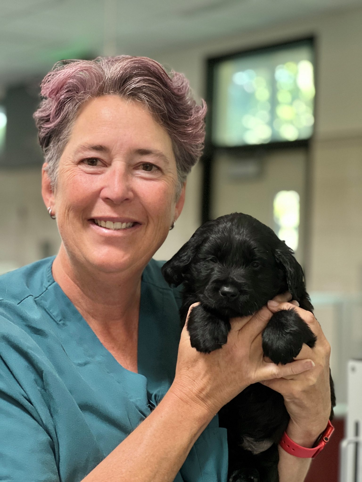 Entropion – presentation by Jenna Bullis – International Working Dog ...