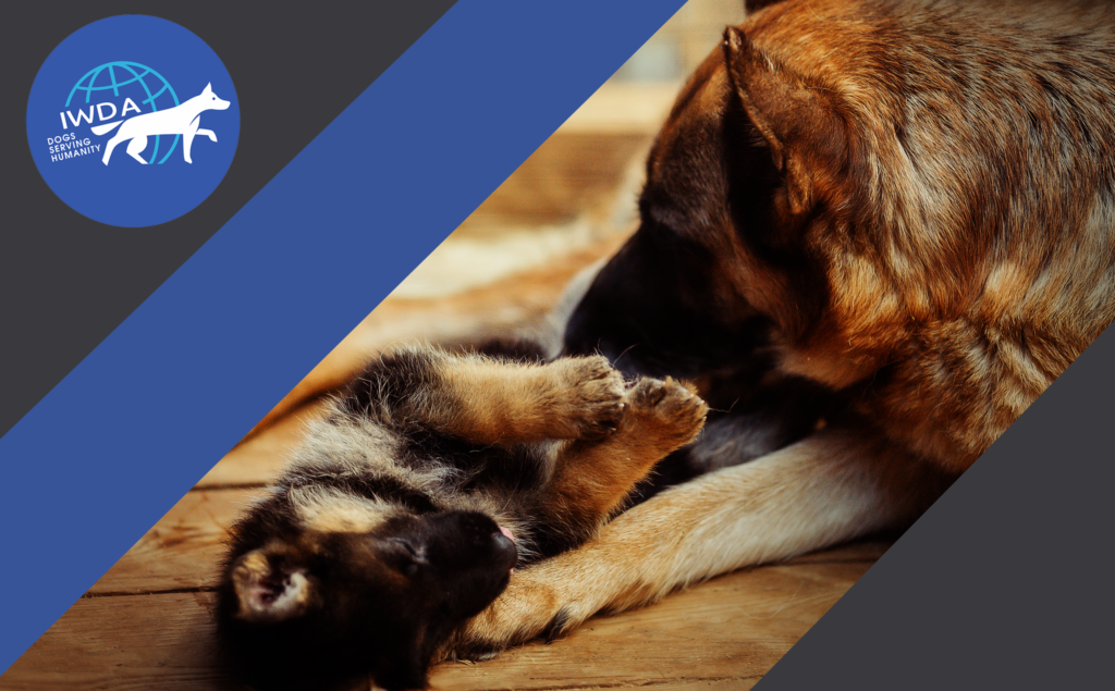 Veterinary Genetics with Dr Angela Hughes DVM PhD – 2024 Webinar series ...